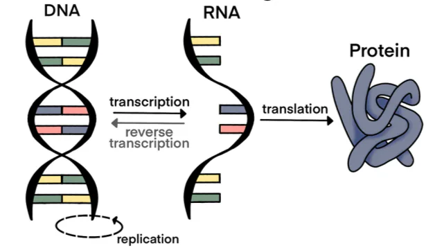 Unit 3 Test Review: mitosis, protein synthesis, mutations Quiz