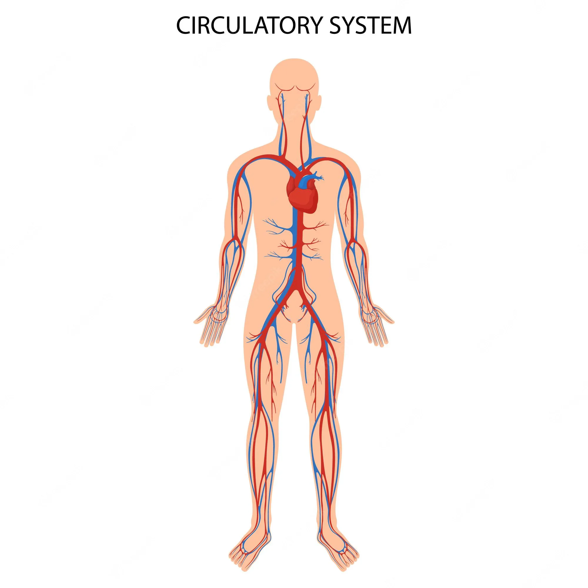 QUIZ HUMAN CIRCULATORY 9th - 12th Grade Quiz | Wayground (formerly Quizizz)