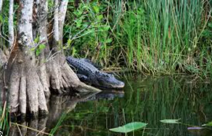 Everglades Ecosystem Quiz Reading Passage