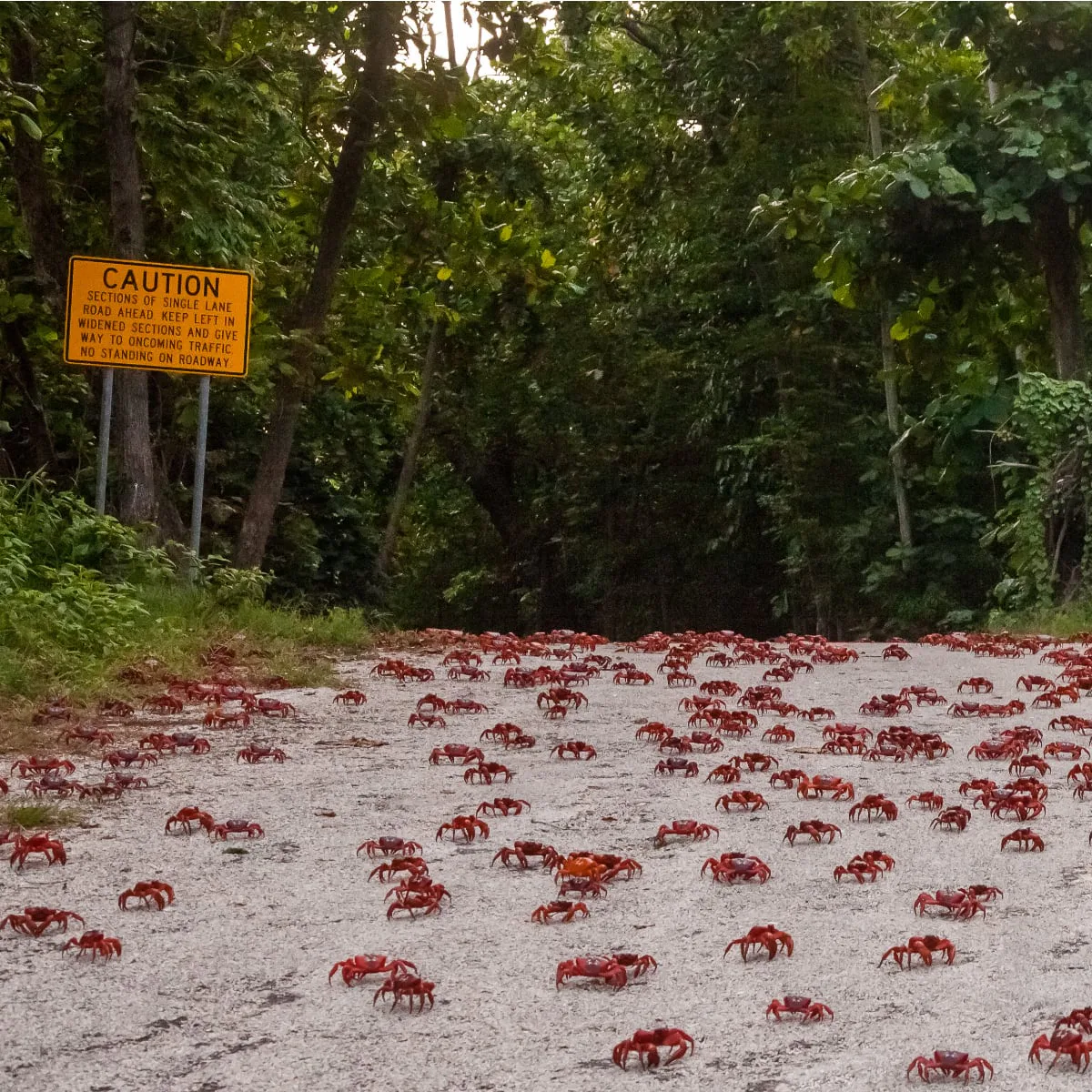 Red Crab and Monarch Magic Paired Passage Quiz