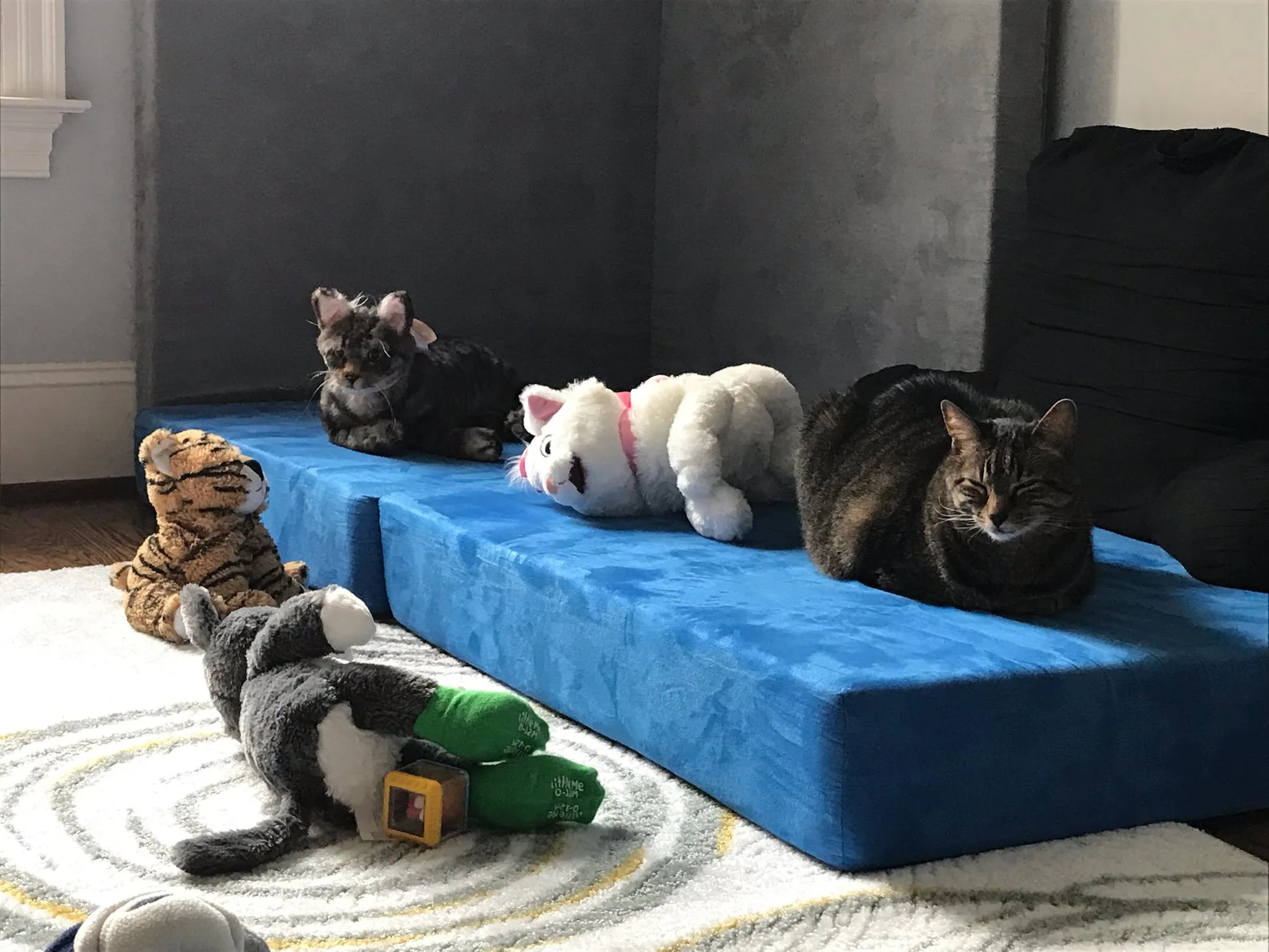 Understanding Linear Functions and Relationships Quiz