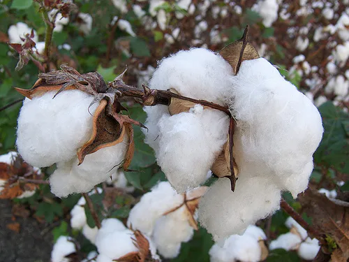 COTTON, CATTLE, RAILROADS, AND WESTWARD EXPANSION 7th Grade Quiz | Quizizz
