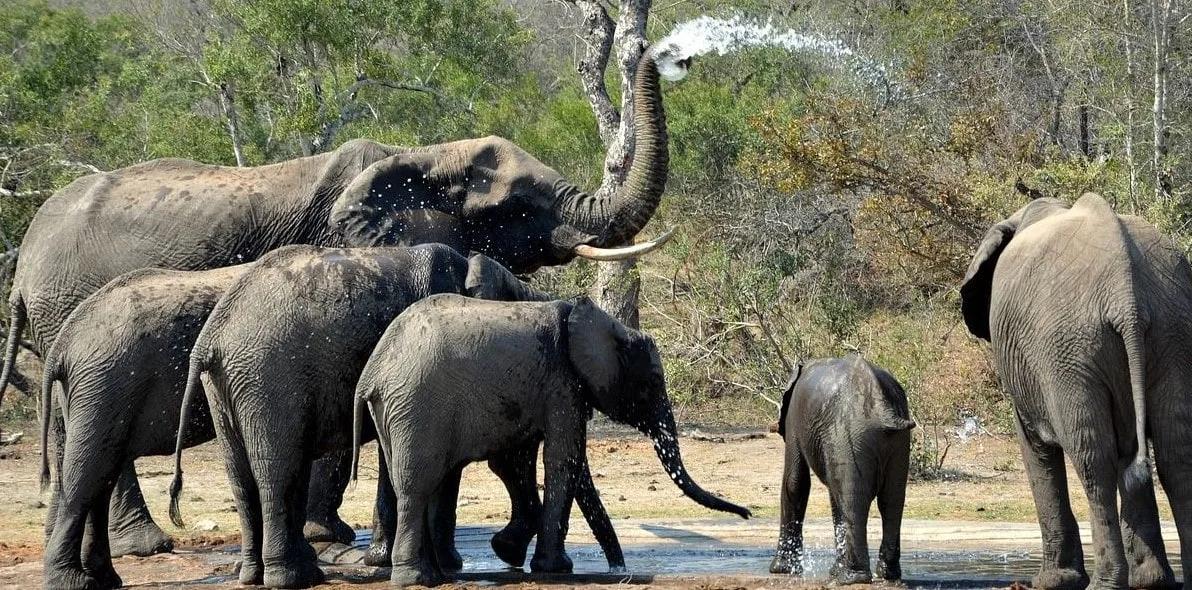 Animal Behavior Quiz Part 2 Quiz