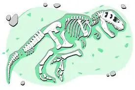 3rd grade Fossils review Quiz