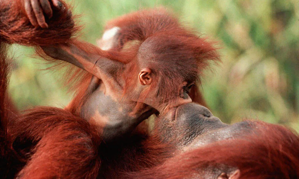 Animal Adaptations Quiz 4th Grade Quiz | Quizizz