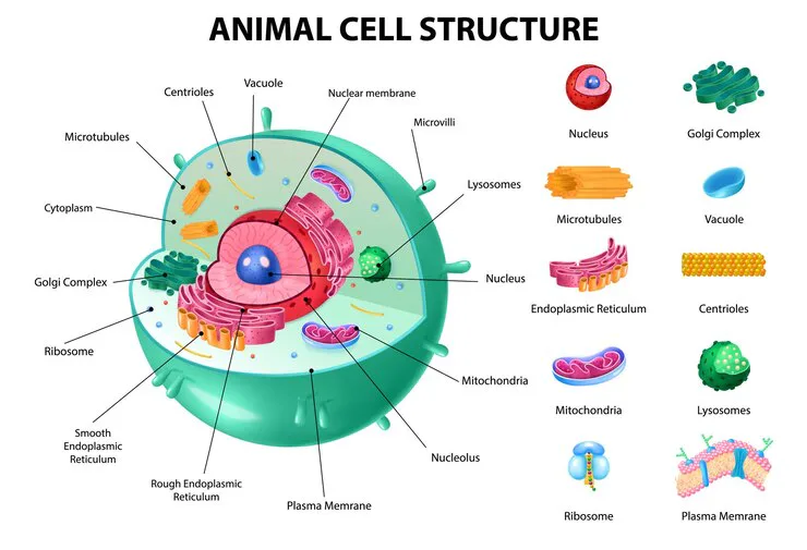 Célula animal Quiz