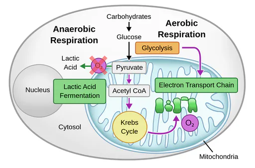 Cellular Respiration Review 12th Grade Quiz | Quizizz