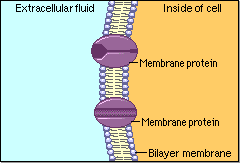 AP Bio Review: Cell membrane, Transport 12th Grade Flashcard | Wayground