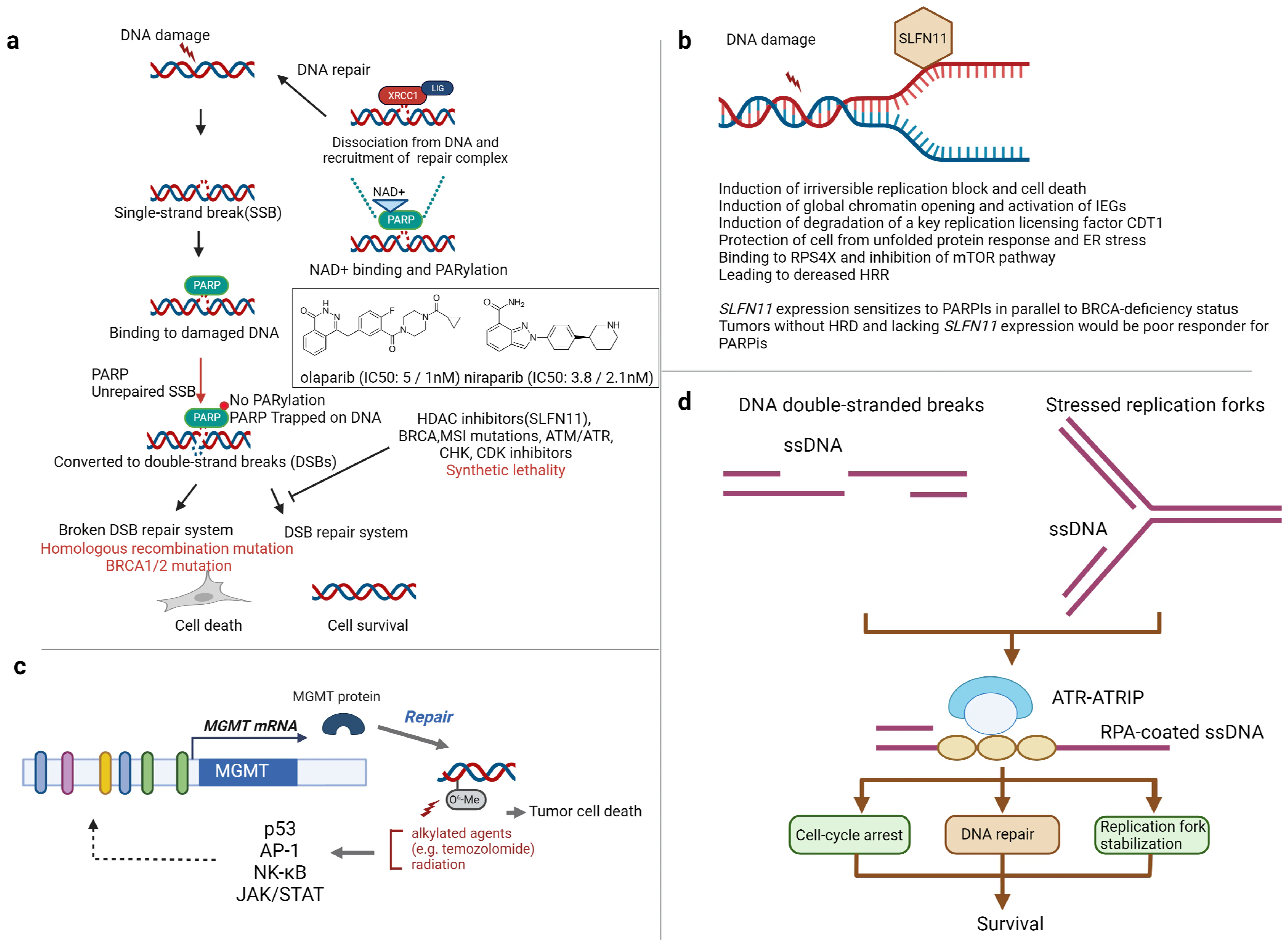 DNA REVIEW 2 9th Grade Quiz | Wayground (formerly Quizizz)
