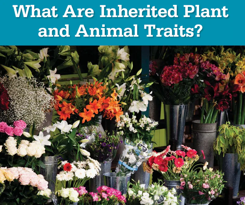 What are Inherited plant and animal traits? Quiz