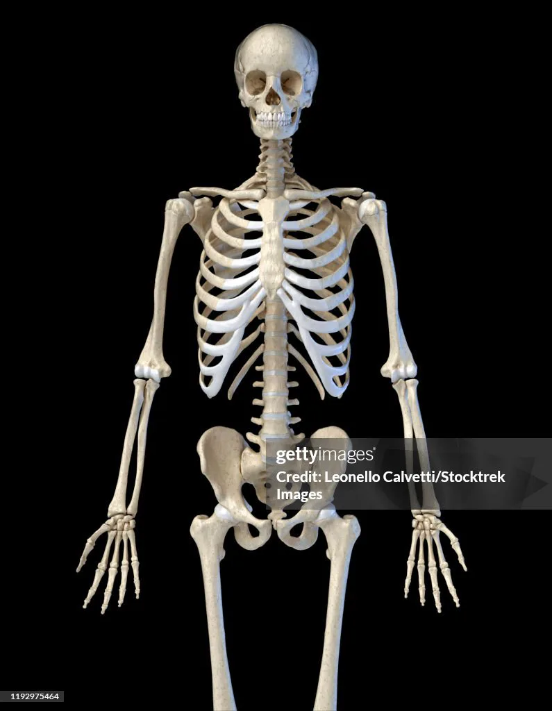 Skeletal System quiz Quiz