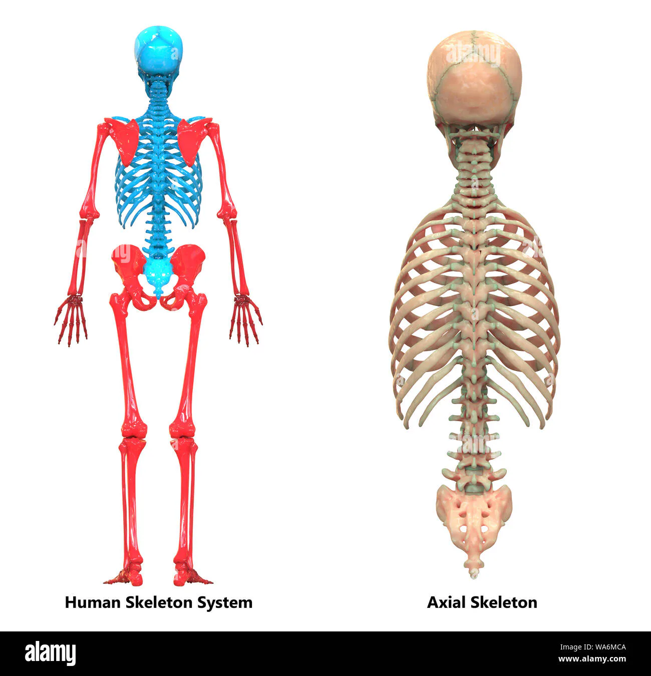 Skeletal System: Intro to Axial Skeleton Quiz