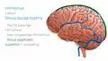 Sinus sagittalis superior University - Vocational training Video | Quizizz