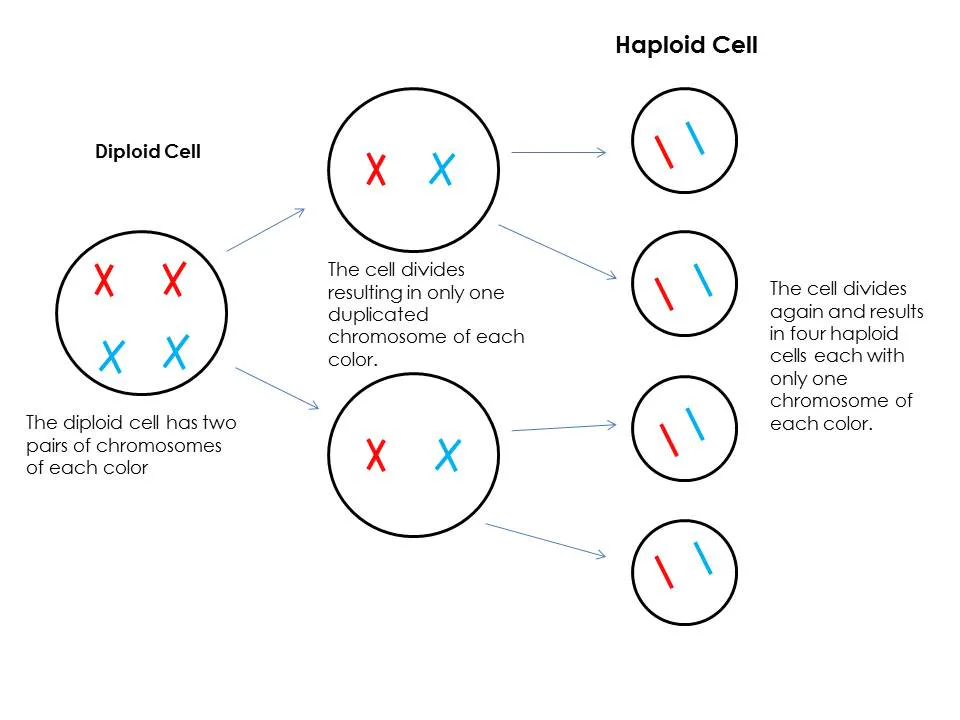 Meiosis Enrichment Test 9th - 12th Grade Quiz | Quizizz