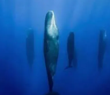 Blue Planet 2 Ep2 Quiz 9th - 12th Grade Quiz | Wayground (formerly Quizizz)