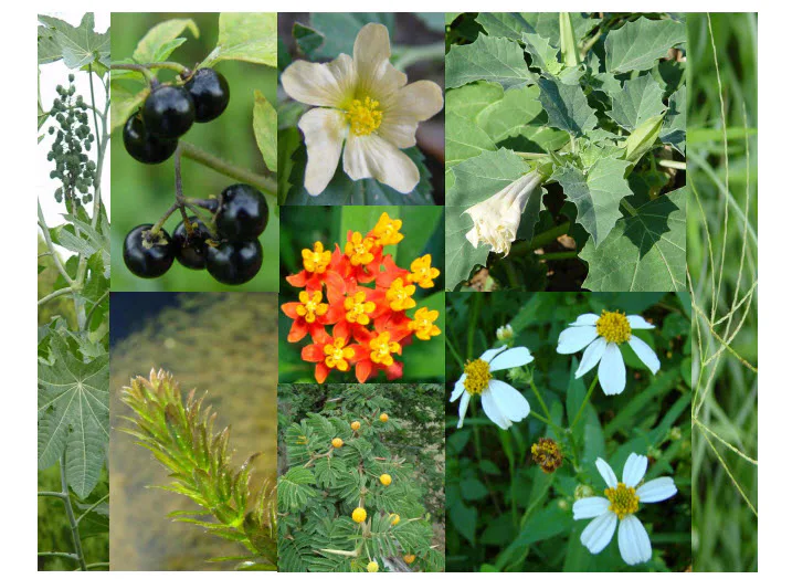 Plant 5th Grade Quiz | Quizizz