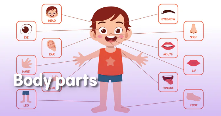 Body parts 1st Grade Quiz | Quizizz