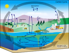 Biogeochemical Cycles Notes Quiz 9th Grade Quiz | Wayground