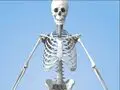 Moving Muscles and Bones: Video Assessment Interactive Video