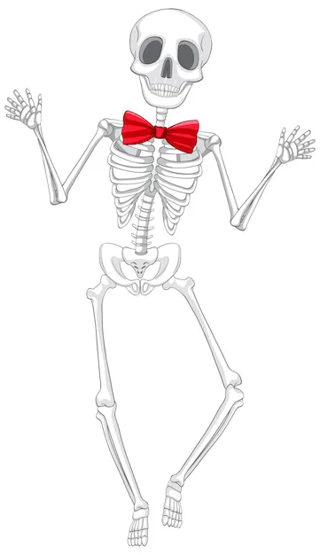 skeletal system review 7th Grade Flashcard | Quizizz