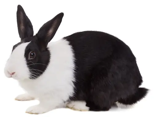 Bunnicula Test 2nd - 5th Grade Quiz | Wayground