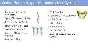 Unit 4 (Skeletal System) Anatomical Prefixes/Roots/Suffixes 9th - 12th ...
