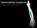 Forearm extensor muscles Video