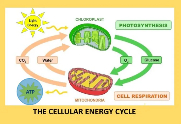 Cell Respiration and Photosynthesis Quiz