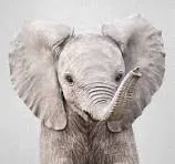 AP Psychology Biological Bases of Behavior Test Review KG Flashcard ...