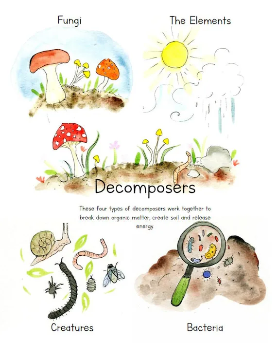 Decomposers Quiz