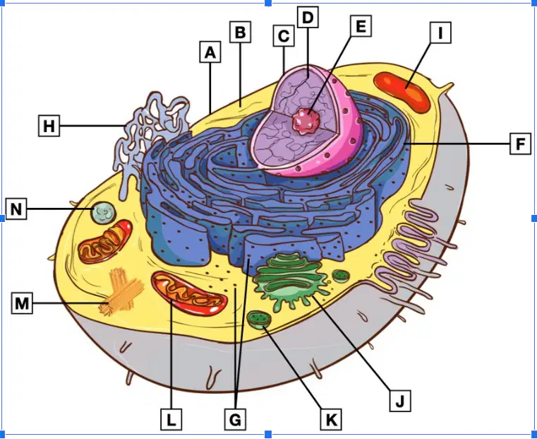 Cell Biology: Organelles and Structures Quiz