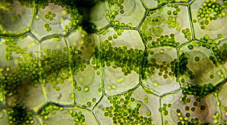 photosynthesis/Respiration Exit Ticket Quiz