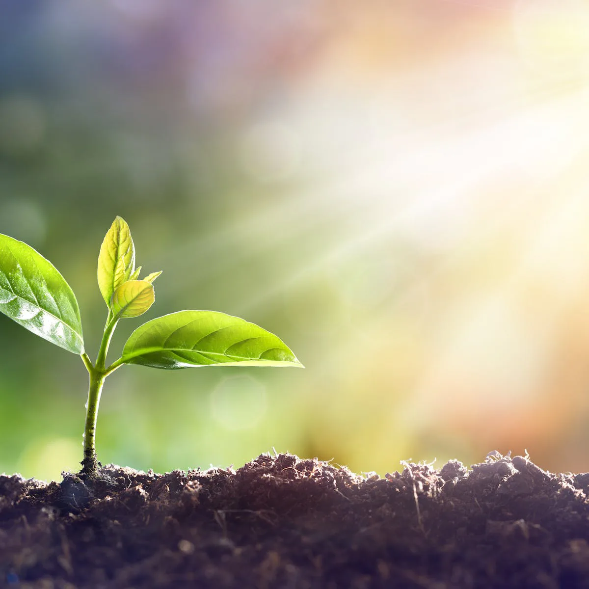 Plant Production 5th Grade Quiz | Quizizz