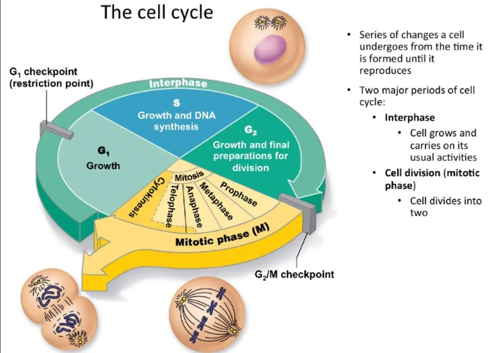 Meiosis & Mitosis Review - Quizs 10th Grade Quiz | Quizizz