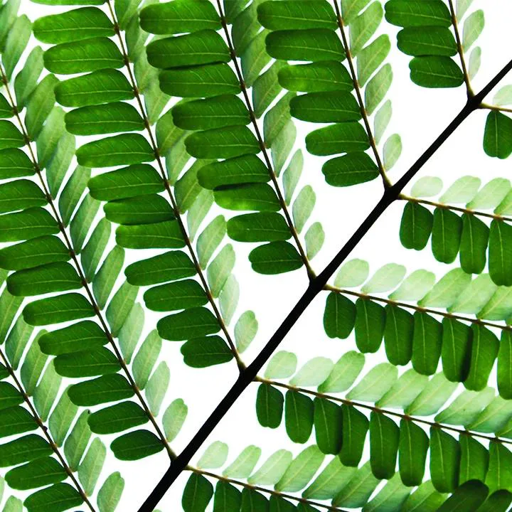 Passive Active Transport 9th Grade - University Quiz | Quizizz