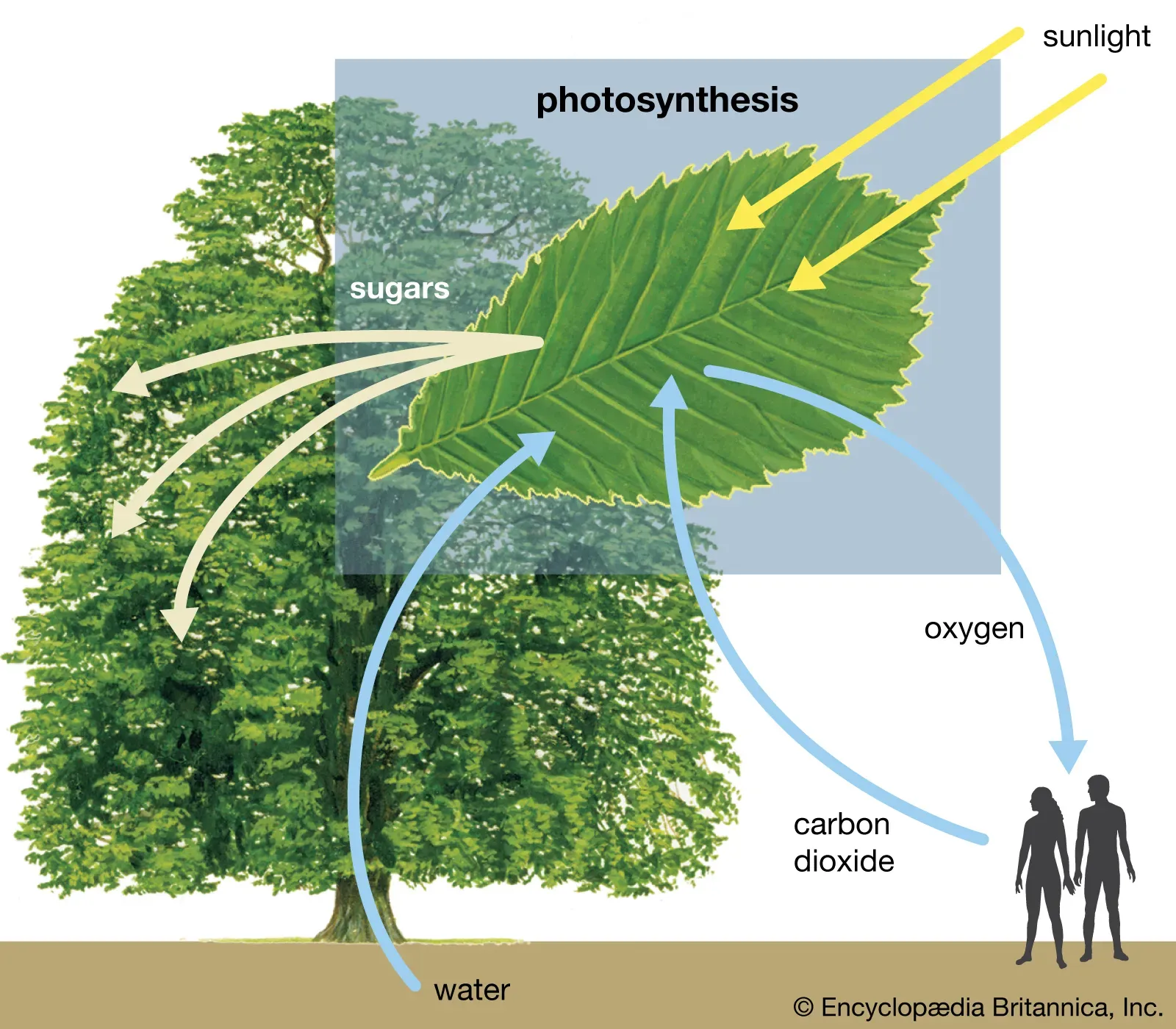 Photosynthesis Quiz Quiz