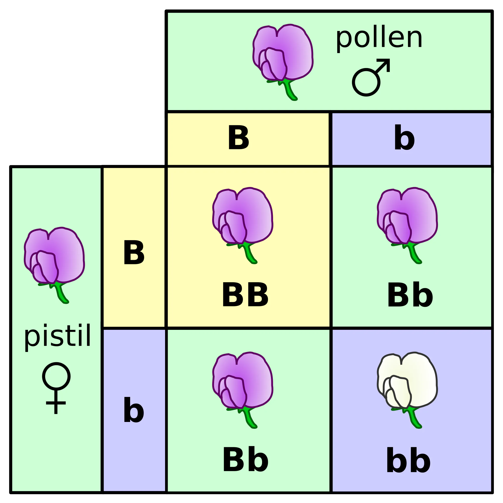 Meiosis and Mendelian Genetics Review 9th Grade Flashcard | Quizizz