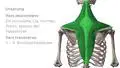 Musculus trapezius University - Vocational training Video | Wayground ...