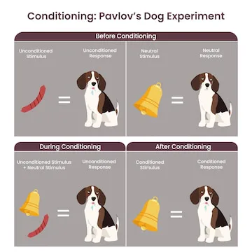Learning: Principles and Applications: Classical Conditioning 12th ...