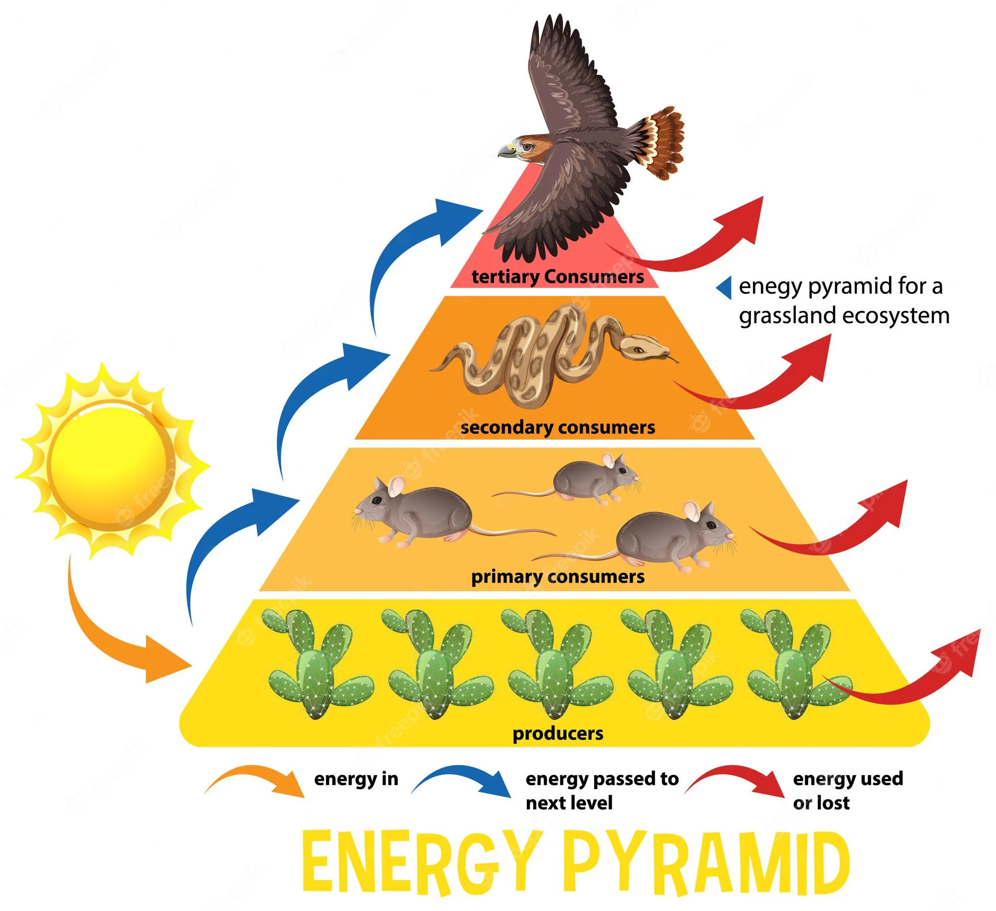Food Webs and Energy Pyrmaids 6th - 8th Grade Flashcard | Wayground