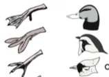 Bird Beaks & Feet Quiz Quiz
