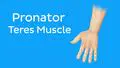 Pronator teres muscle Interactive Video
