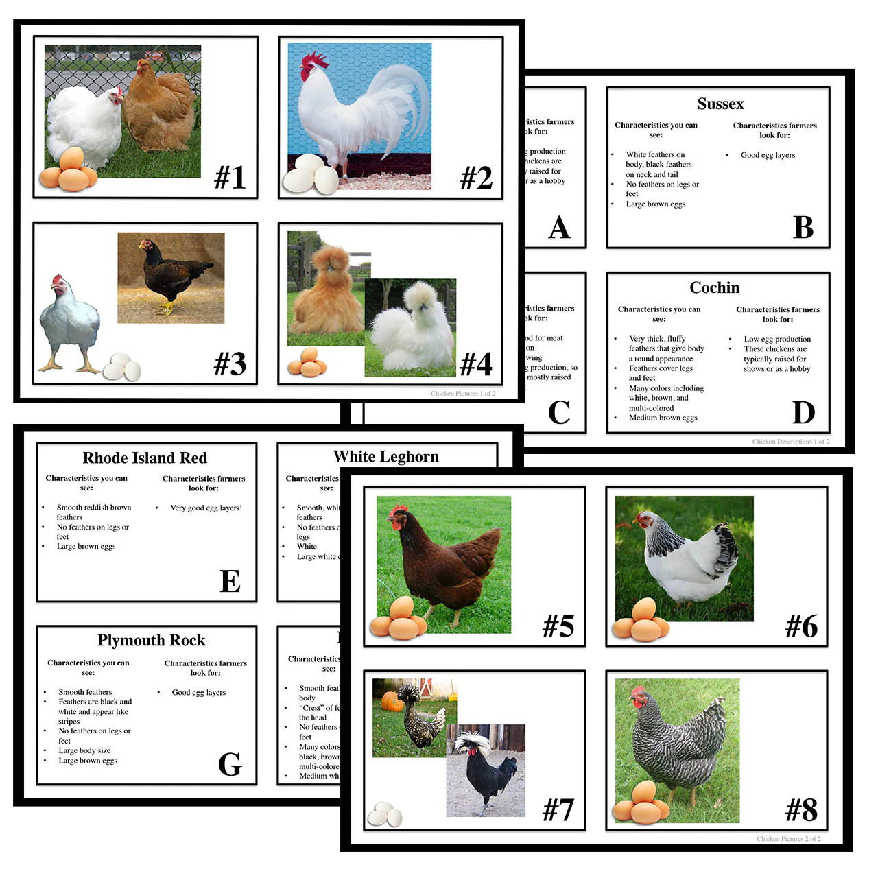 Genetics and Inheritance Quiz