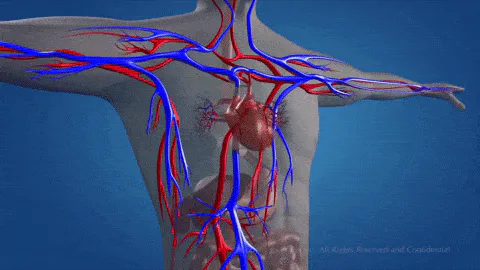 The Human Circulatory System Quiz Quiz