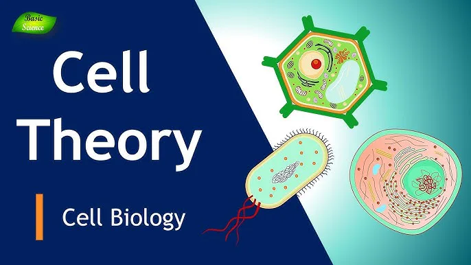 Cell Theory 6th Grade Flashcard | Quizizz