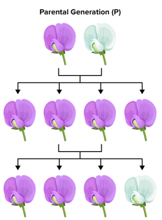 Unit 9 Mendelian Genetics Quiz Review Quiz