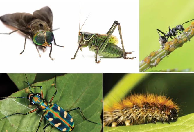 Insects Quiz