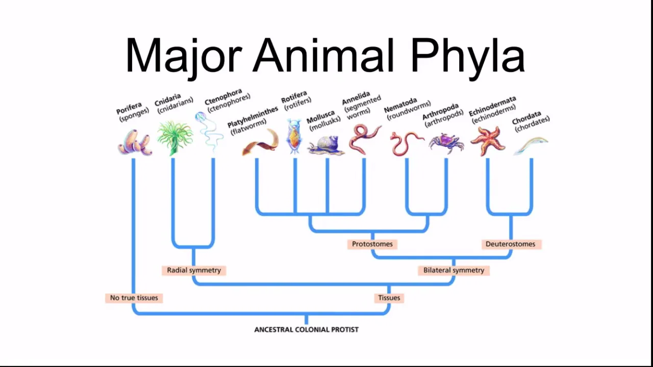 Animal Phyla 12th Grade Flashcard | Wayground
