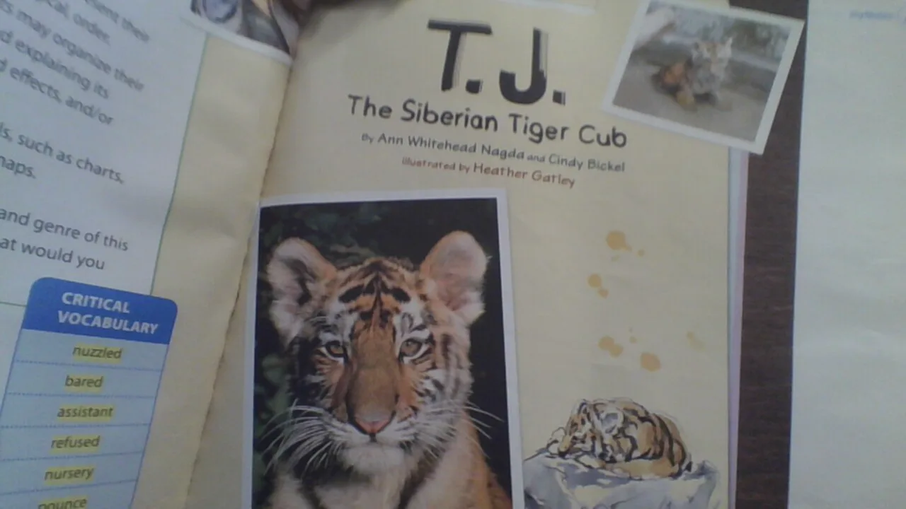 T.J The Siberian Tiger Cub Quiz