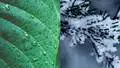I WONDER - Is Frost Different To Dew? Interactive Video